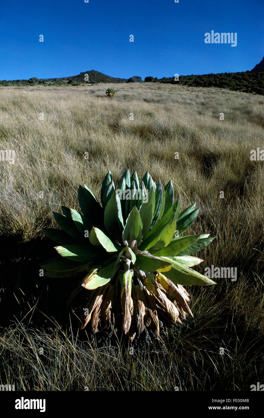 Vegetation on Kilimanjaro between Horombo Hut and Kibo Hut, Kilimanjaro ...