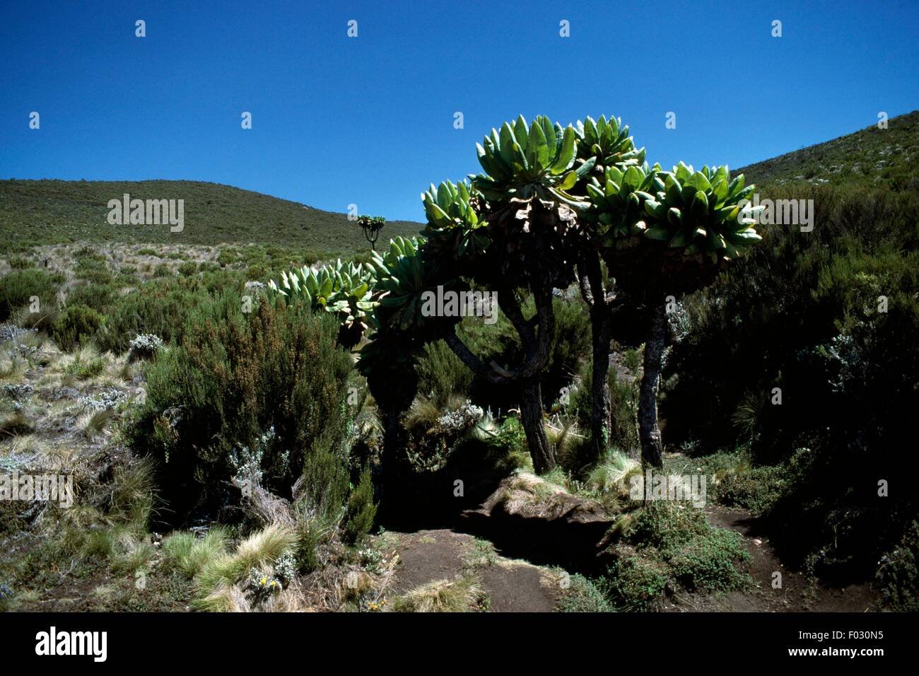 Vegetation on Kilimanjaro between Mandara Hut and Horombo Hut ...