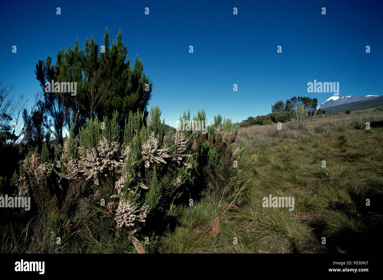 Vegetation on Kilimanjaro between Mandara Hut and Horombo Hut ...
