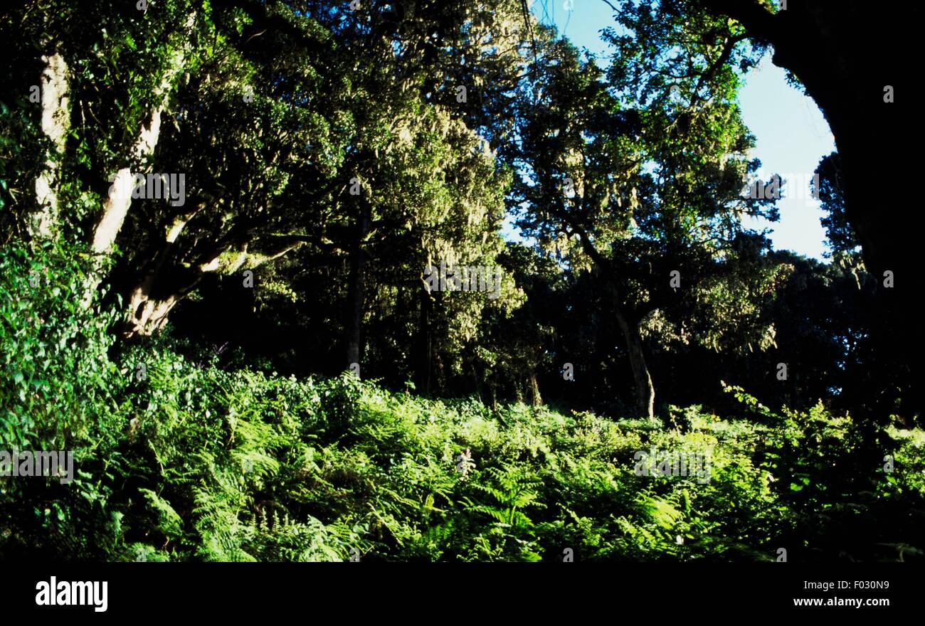 Forest, Mandara Hut, Kilimanjaro National Park (UNESCO World Heritage ...