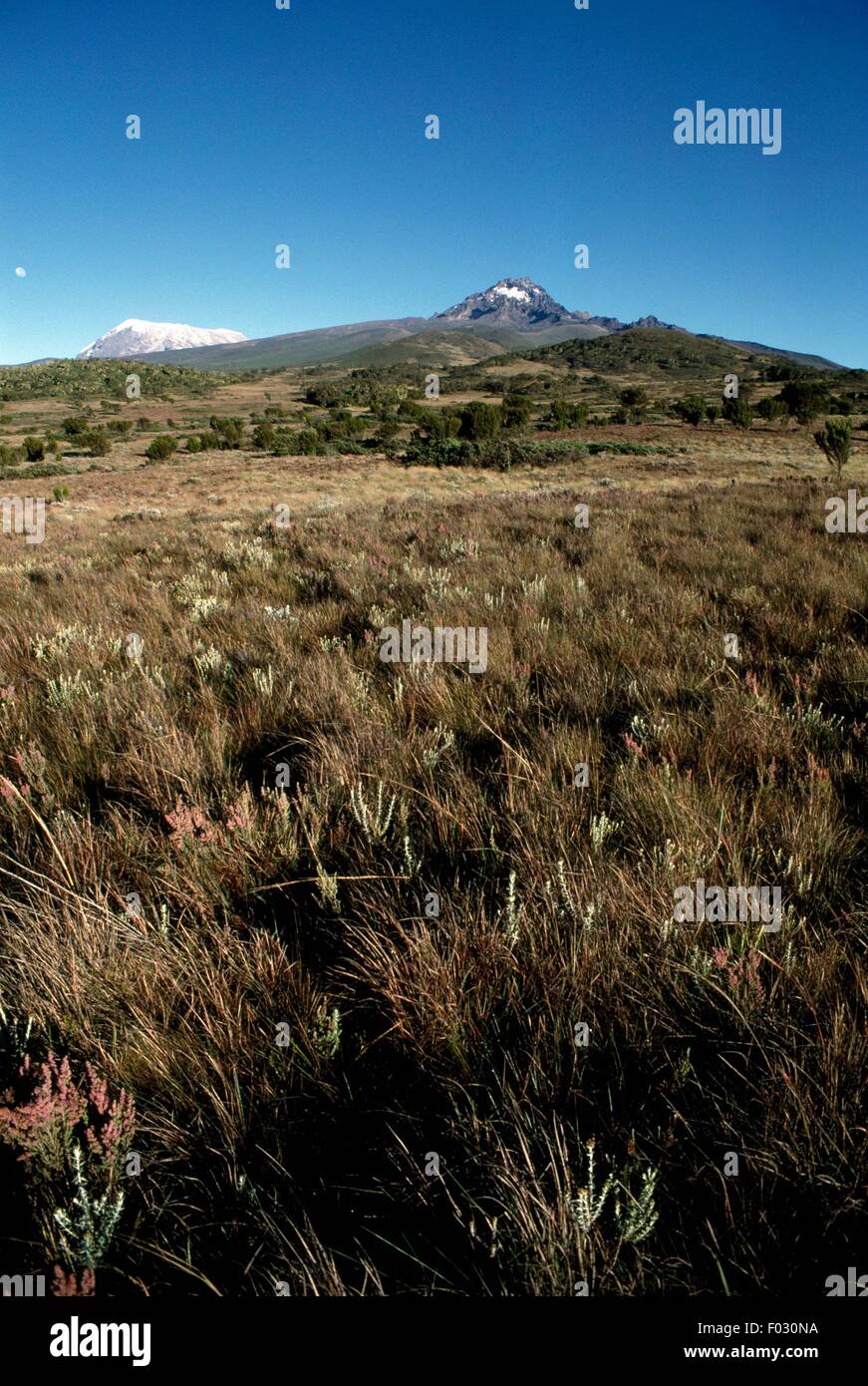Vegetation on Kilimanjaro between Mandara Hut and Horombo Hut ...