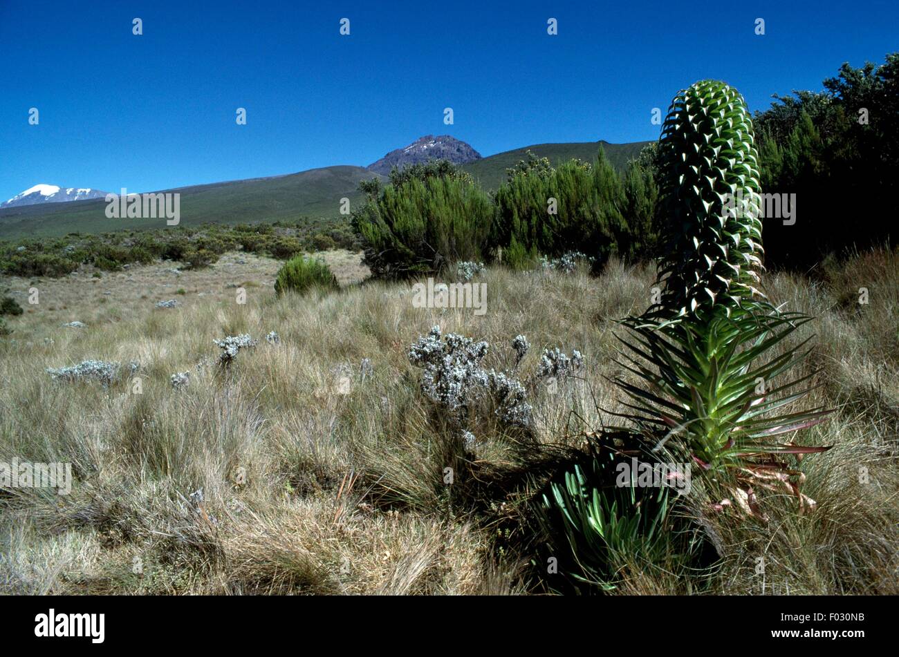 Vegetation on Kilimanjaro between Mandara Hut and Horombo Hut ...