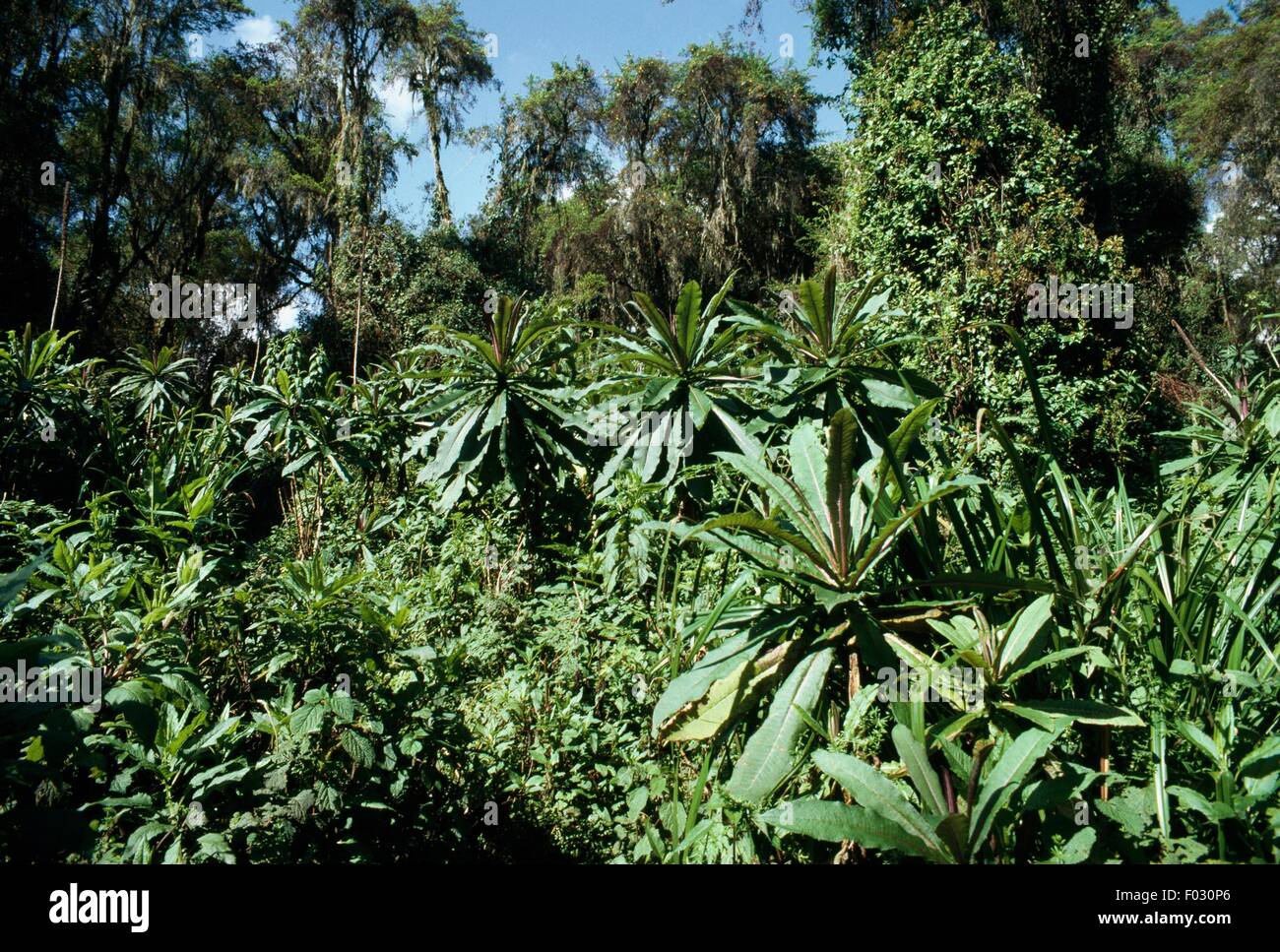 Vegetation, Volcanoes National Park, Rwanda Stock Photo - Alamy