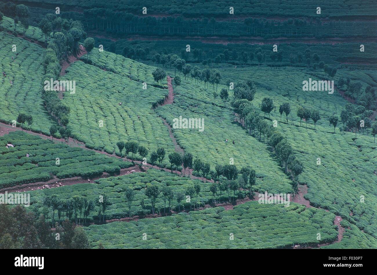 Tea plantations, near Giseny, Rwanda Stock Photo - Alamy