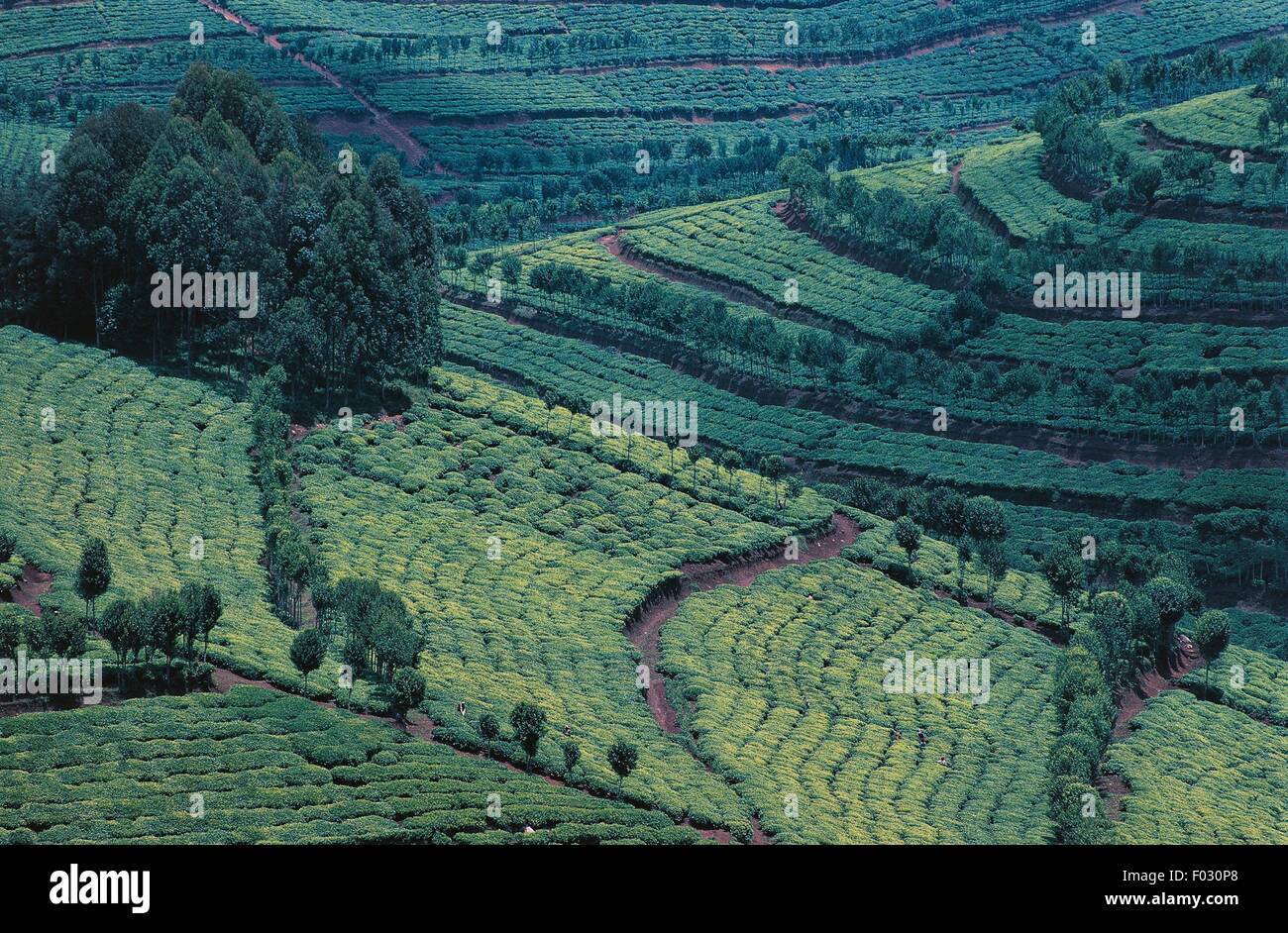 Tea plantations rwanda hi-res stock photography and images - Alamy