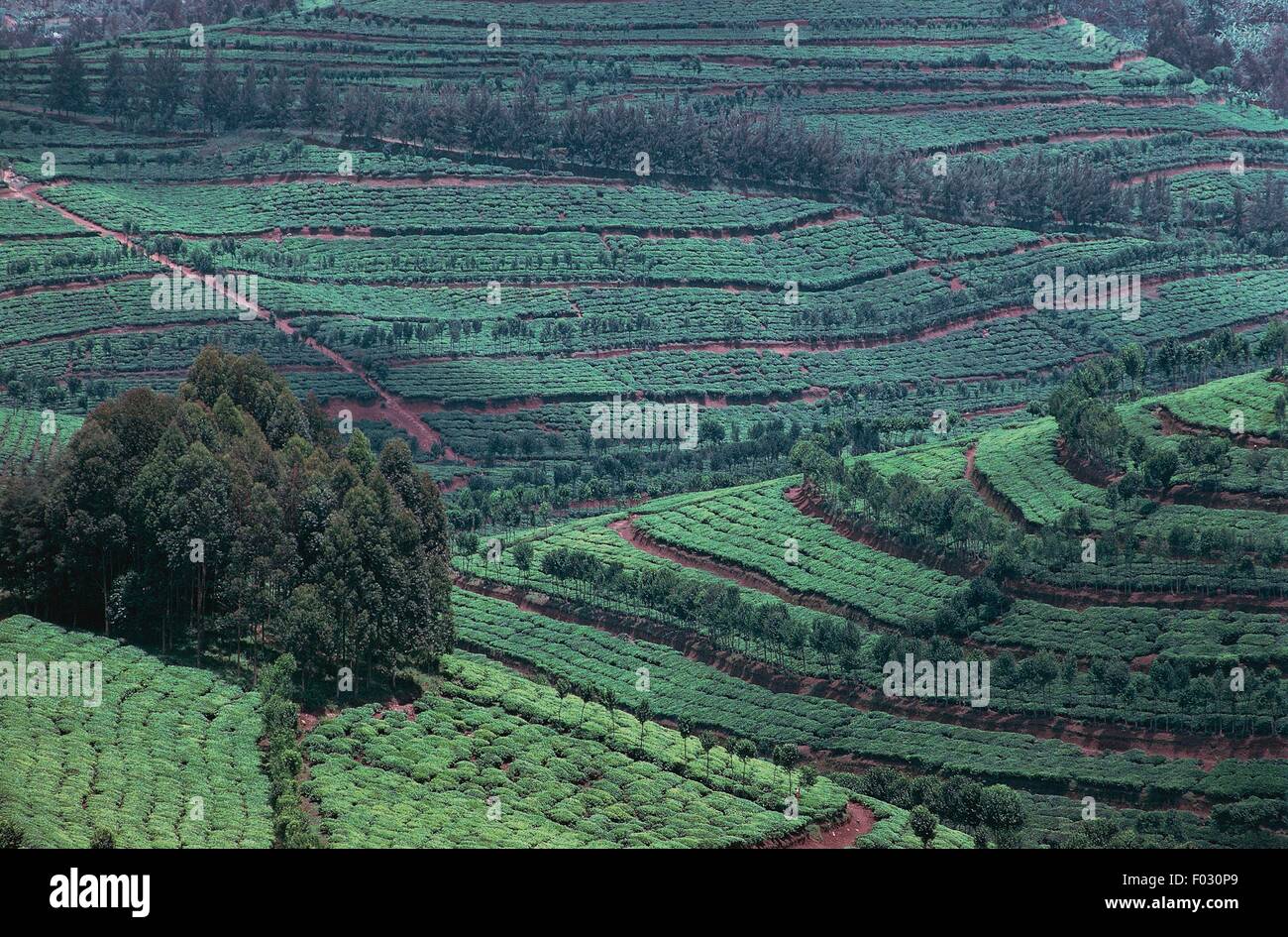 Tea plantations rwanda hi-res stock photography and images - Alamy