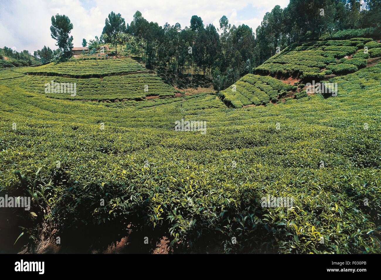 Tea plantations rwanda hi-res stock photography and images - Alamy