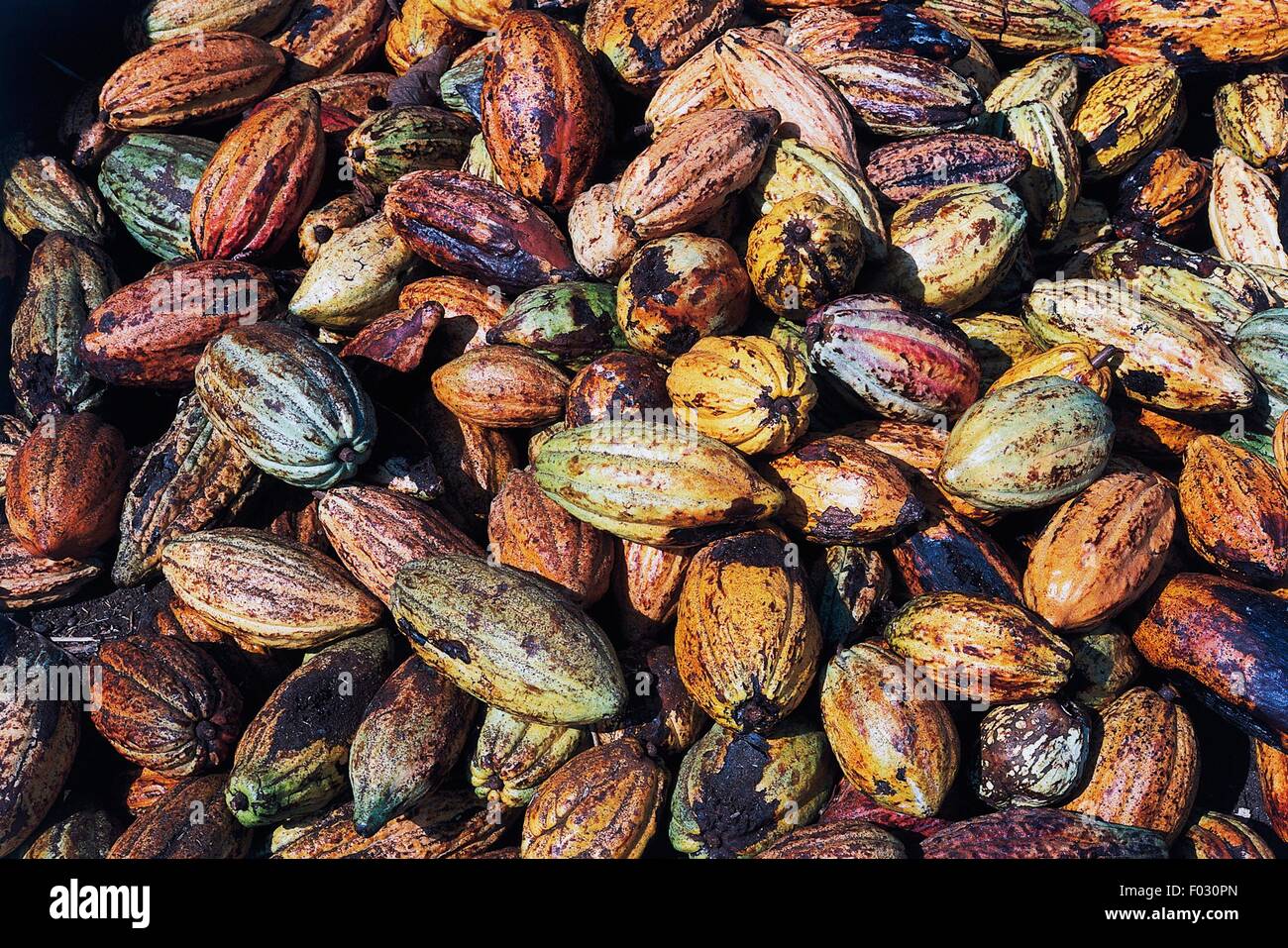 Cocoa berries, Togo Stock Photo - Alamy