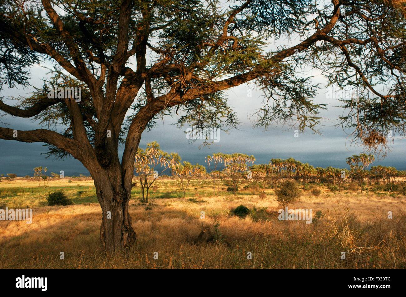 Savanna trees, Meru National Park, Kenya Stock Photo - Alamy