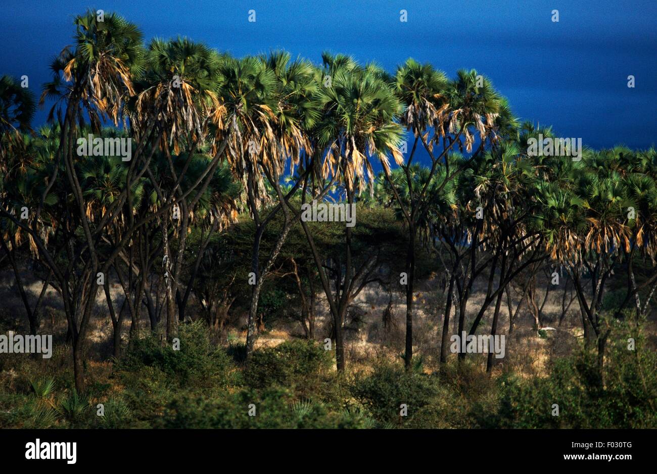 Savanna trees, Meru National Park, Kenya Stock Photo - Alamy