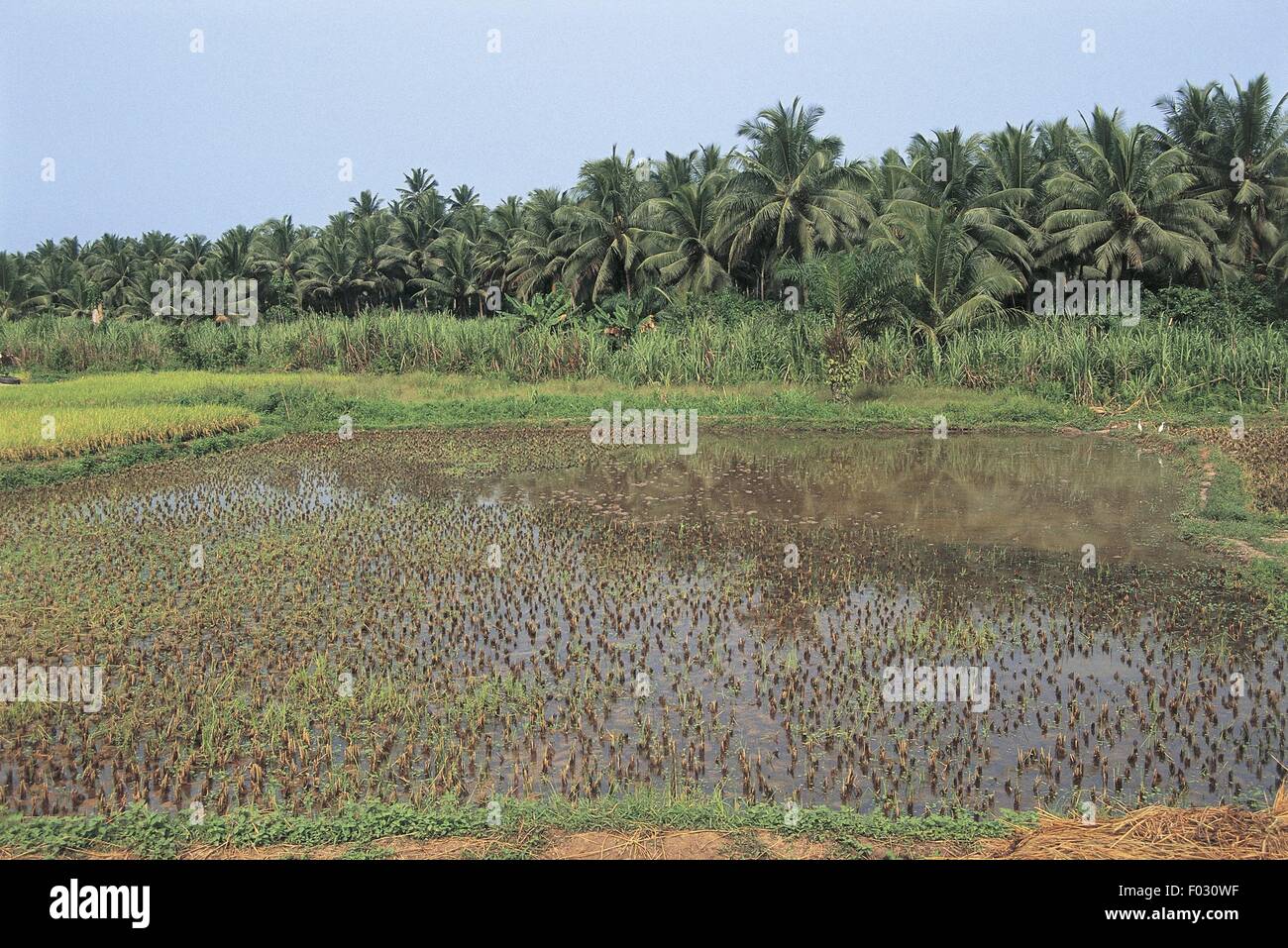 Rice paddies in water, Surroundings of Shama, Ghana Stock Photo - Alamy
