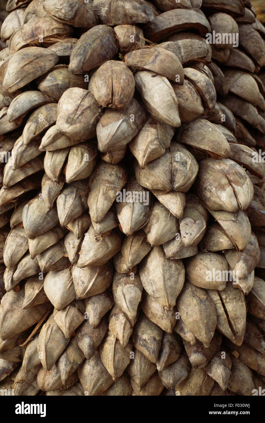 Coconut shells, Ghana Stock Photo - Alamy