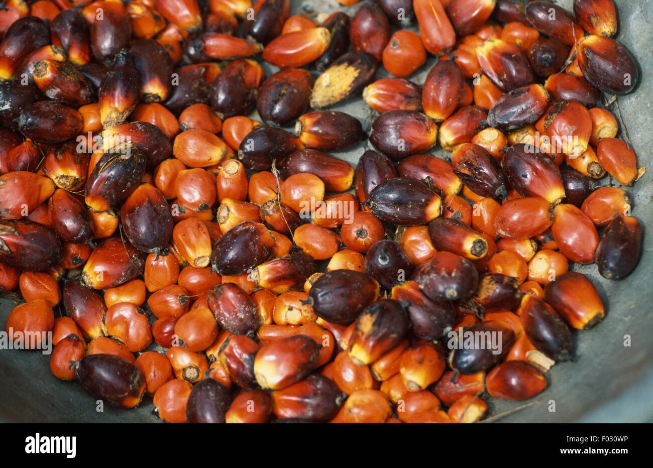 Palm nuts, Ghana Stock Photo - Alamy