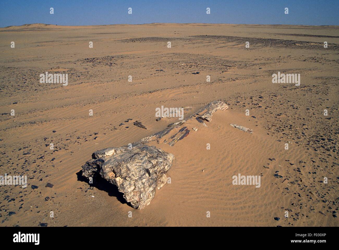 Petrified wood, Bayuda Desert, Sahara Desert, Sudan Stock Photo - Alamy