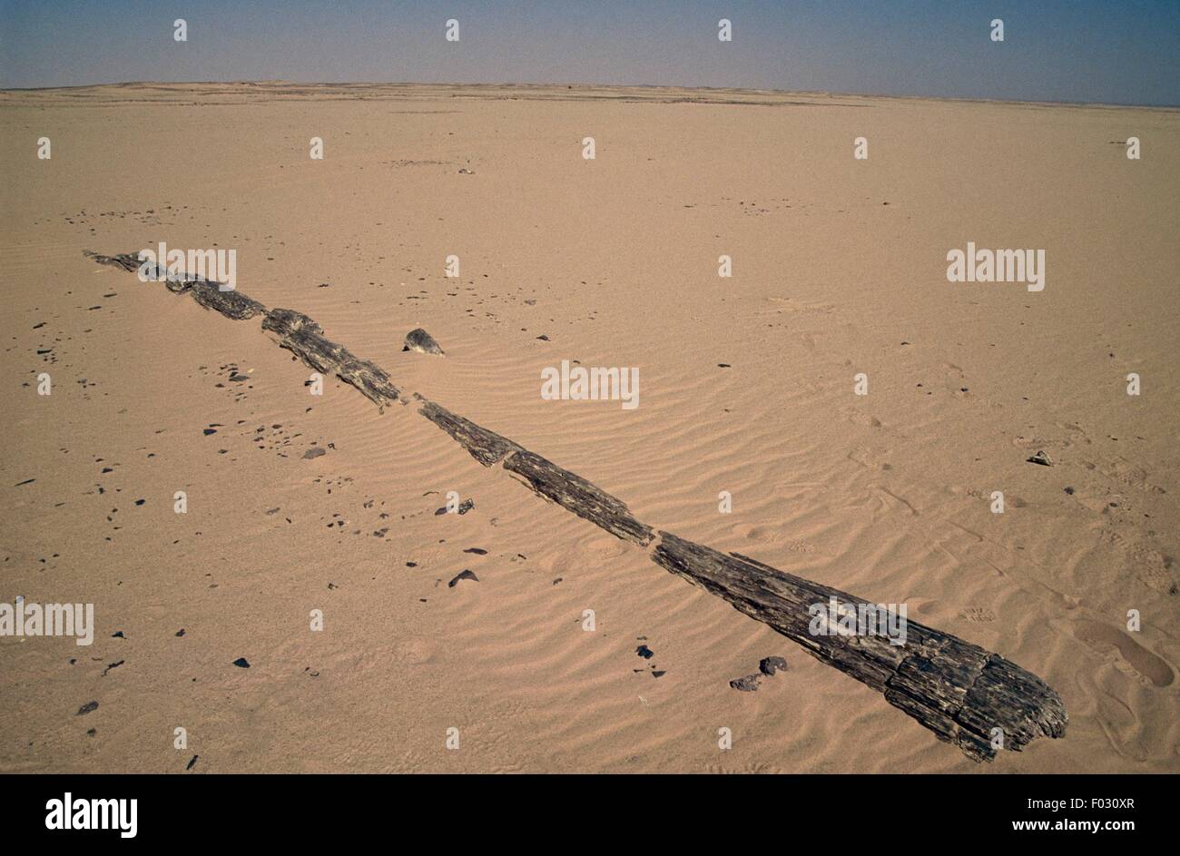 Petrified wood, Bayuda Desert, Sahara Desert, Sudan Stock Photo - Alamy
