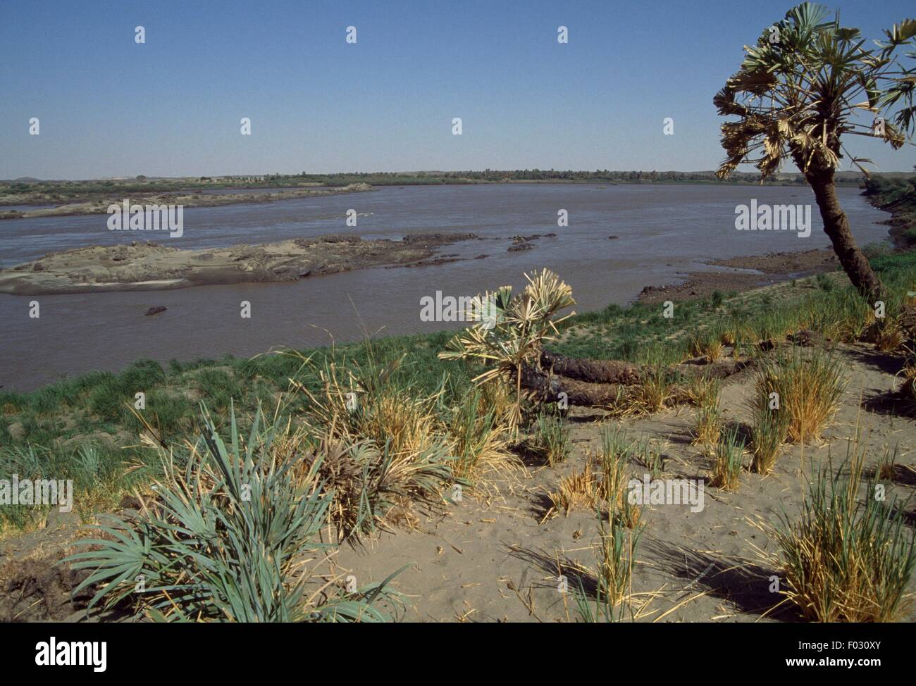 Vegetation along the Nile river near the fourth waterfall, Sudan Stock ...