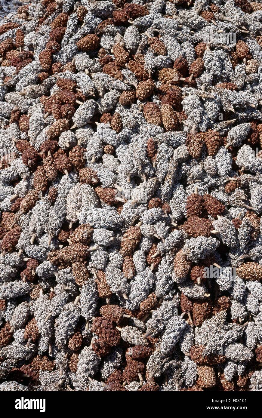 Millet (Panicum miliaceum), Cameroon Stock Photo - Alamy