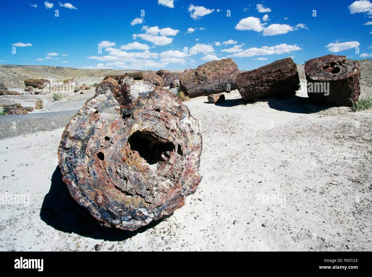Fossilised trunk, Blue Mesa, Petrified Forest National Park, Arizona ...