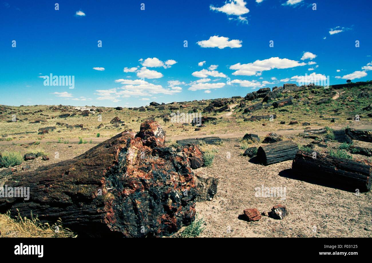 Petrified trunks, Blue Mesa, Petrified Forest National Park, Arizona ...