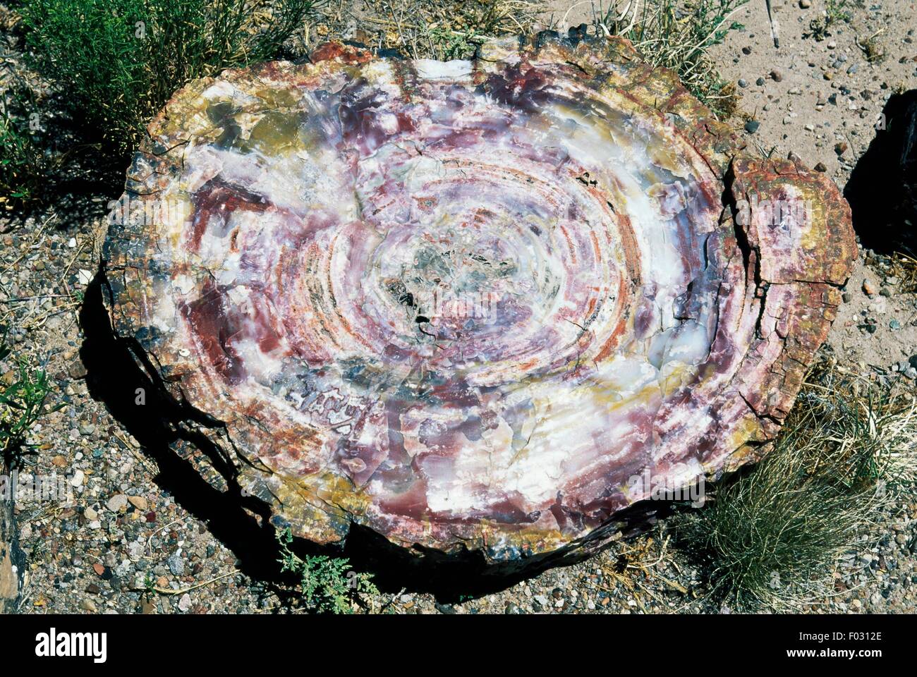 Fossilised trunk, Blue Mesa, Petrified Forest National Park, Arizona ...