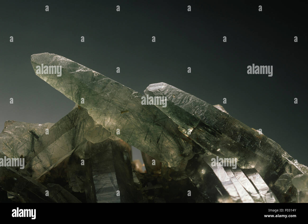 Prase hi-res stock photography and images - Alamy