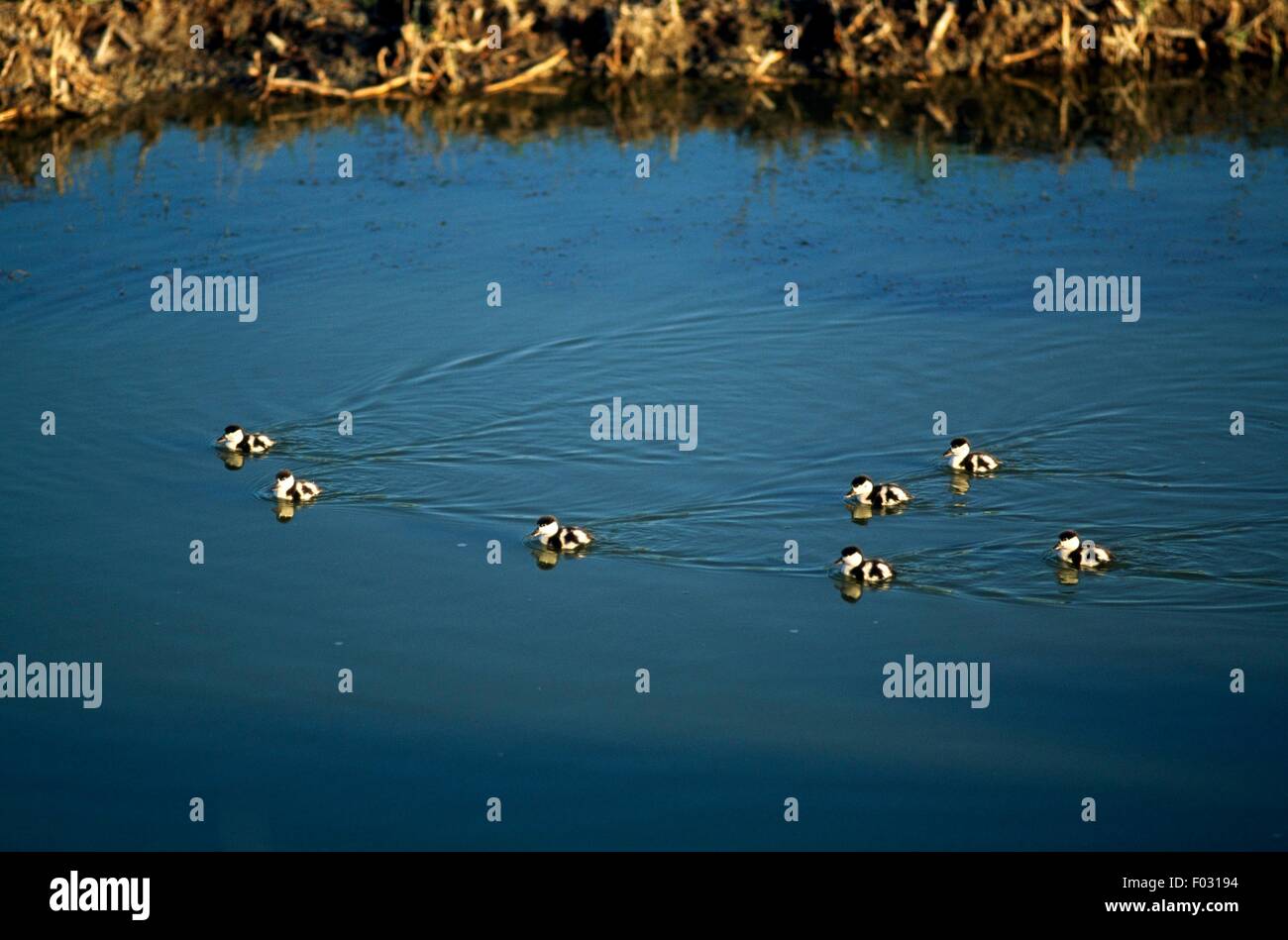 Young shelducks (Tadorna tadorna), Regional Nature Park of the Camargue ...