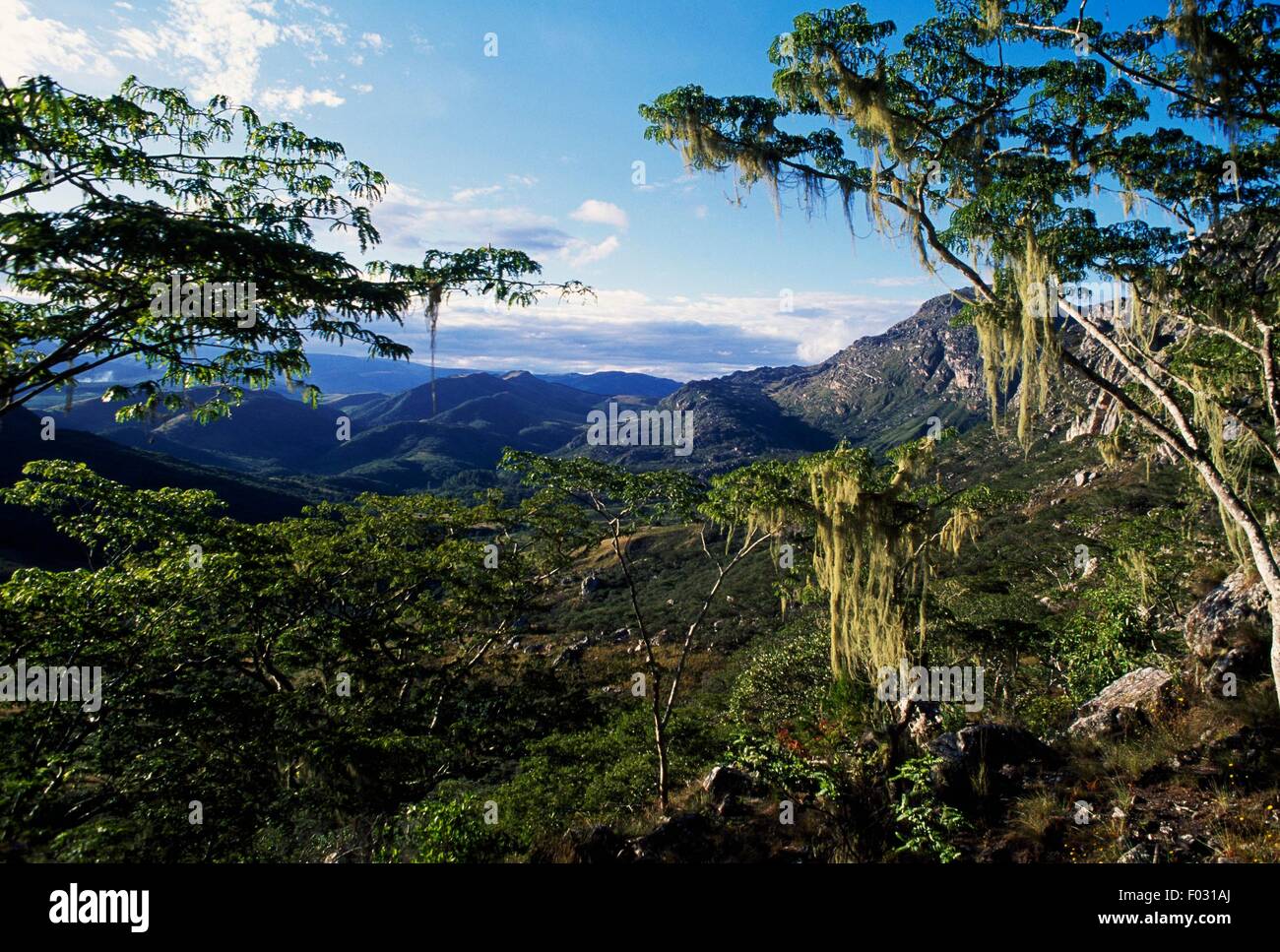 Forest, Chimanimani National Park, Zimbabwe Stock Photo - Alamy