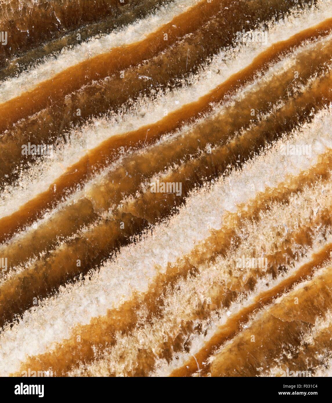 Calcareous Alabaster, limestone rock, section Stock Photo - Alamy