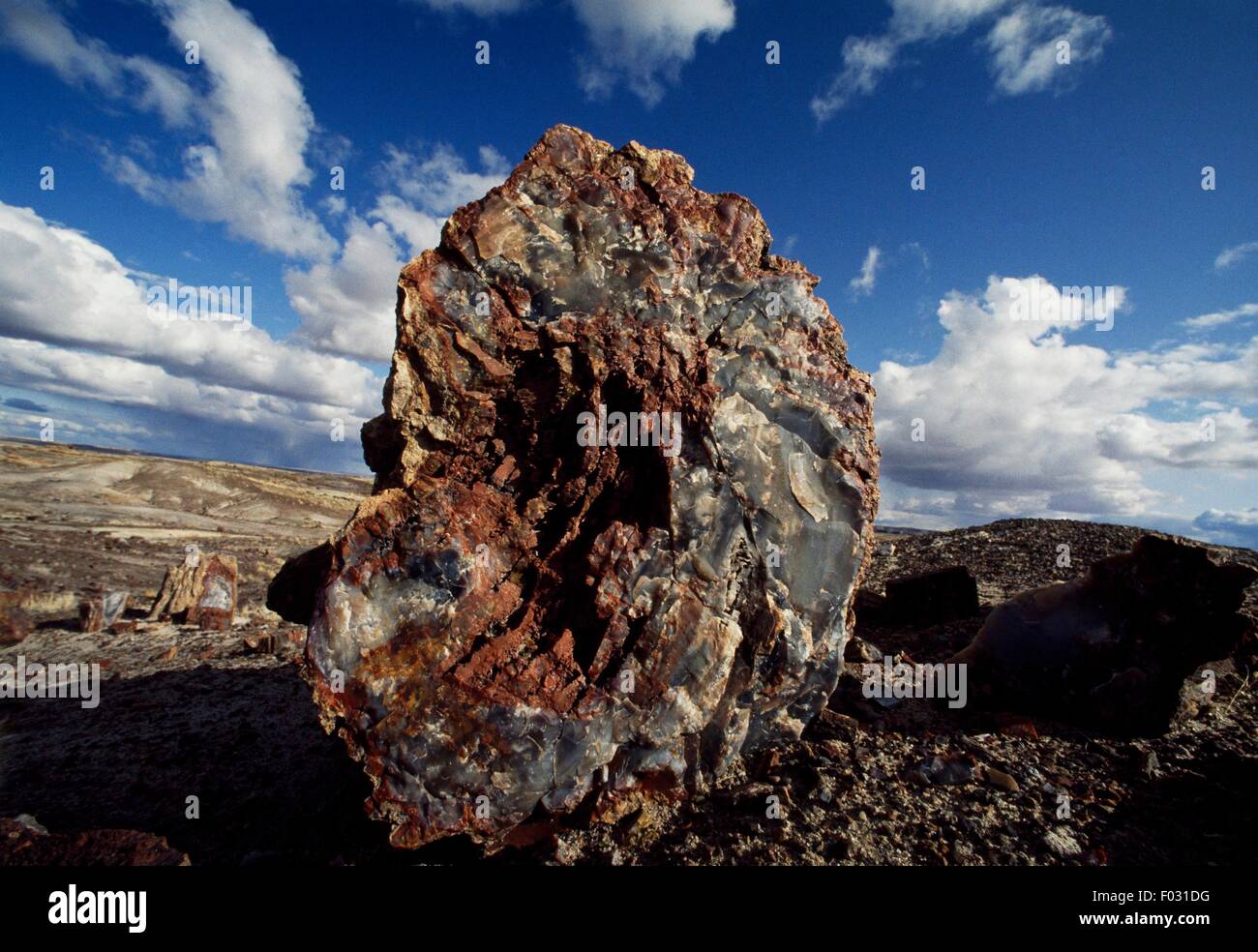 Fossilised tree trunk, Petrified Forest National Park, Arizona, United ...