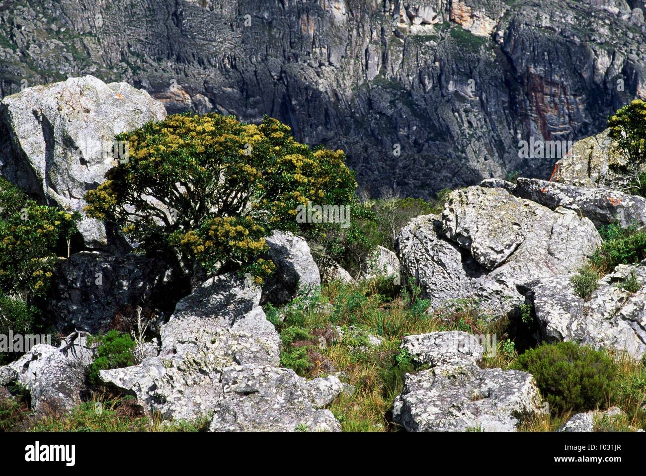 Rocks and vegetation, Chimanimani National Park, Zimbabwe Stock Photo ...
