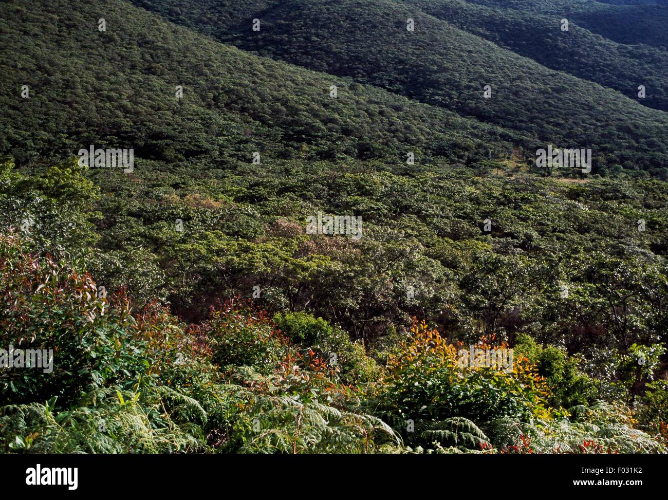 Chimanimani Zimbabwe High Resolution Stock Photography and Images - Alamy