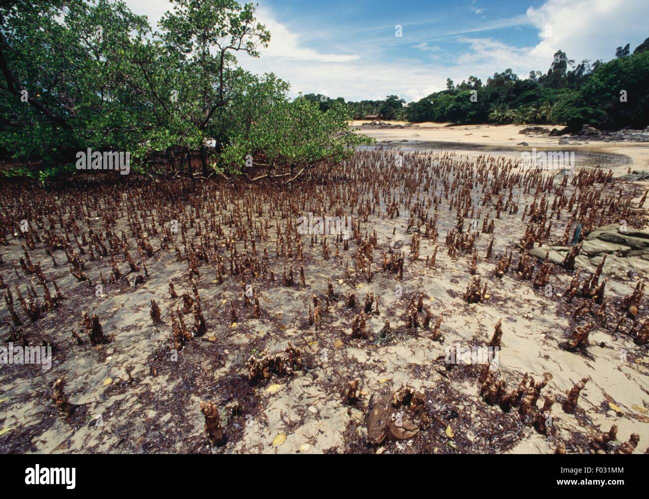 Rainforest, Nosy Komba Island, Madagascar Stock Photo - Alamy