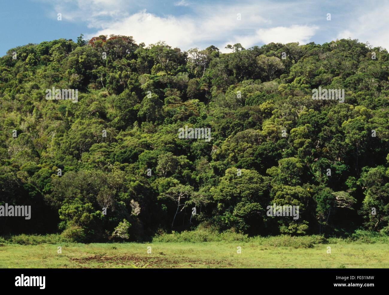 Rainforest, Amber Mountain National Park, Madagascar Stock Photo - Alamy