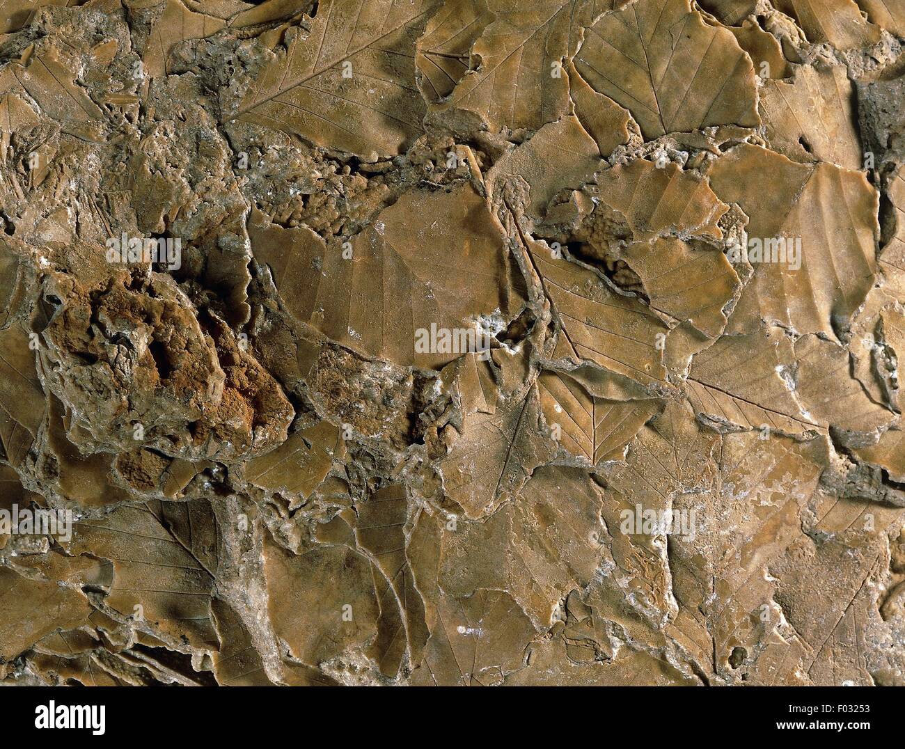 Travertine with imprints of leaves of beech, calcareous sedimentary ...