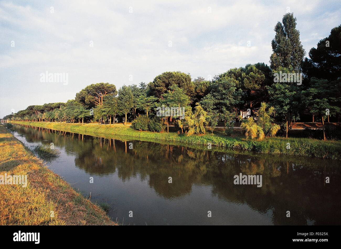 Pineta di classe hi-res stock photography and images - Alamy