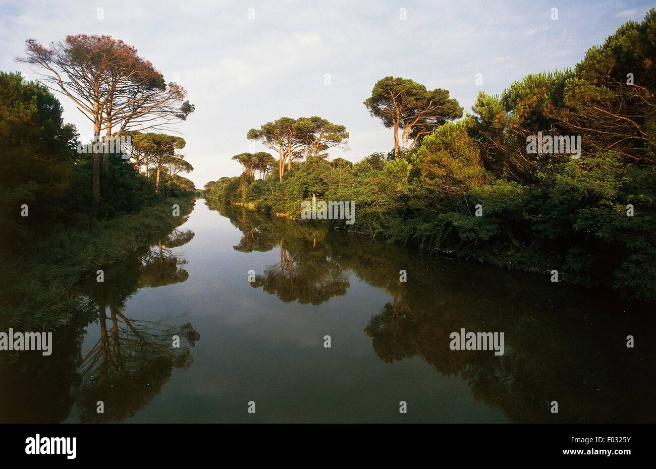 A canal along the Pineta di Classe wood, Ravenna, Emilia-Romagna, Italy ...