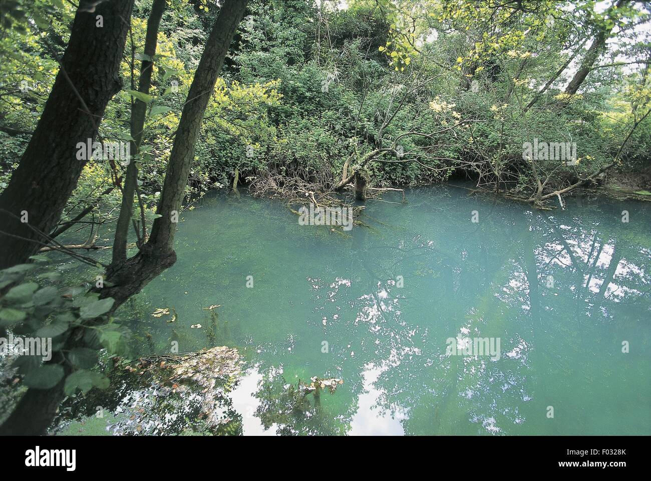 Italy - Friuli Venezia Giulia Region - Mouths of Timavo River Stock ...