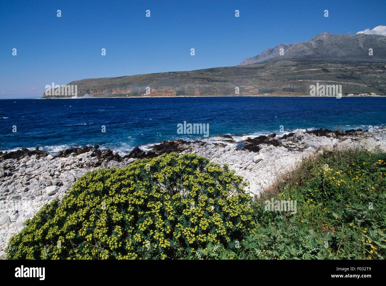 Beach with vegetation, Neo Itilo, Peloponnese, Greece Stock Photo - Alamy