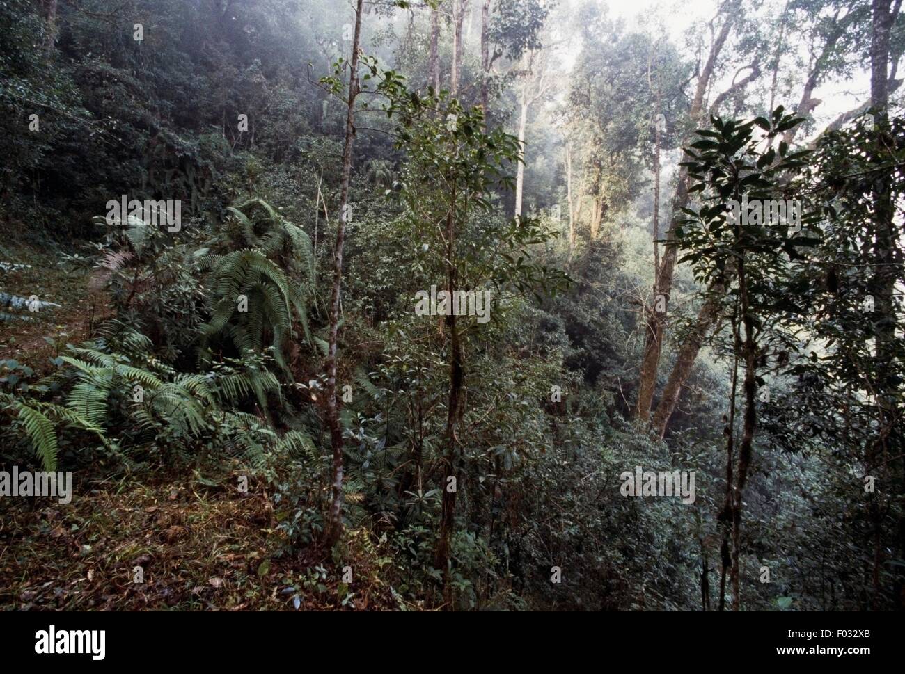 Temperate deciduous forest, Darjeeling, West Bengal, India Stock Photo ...