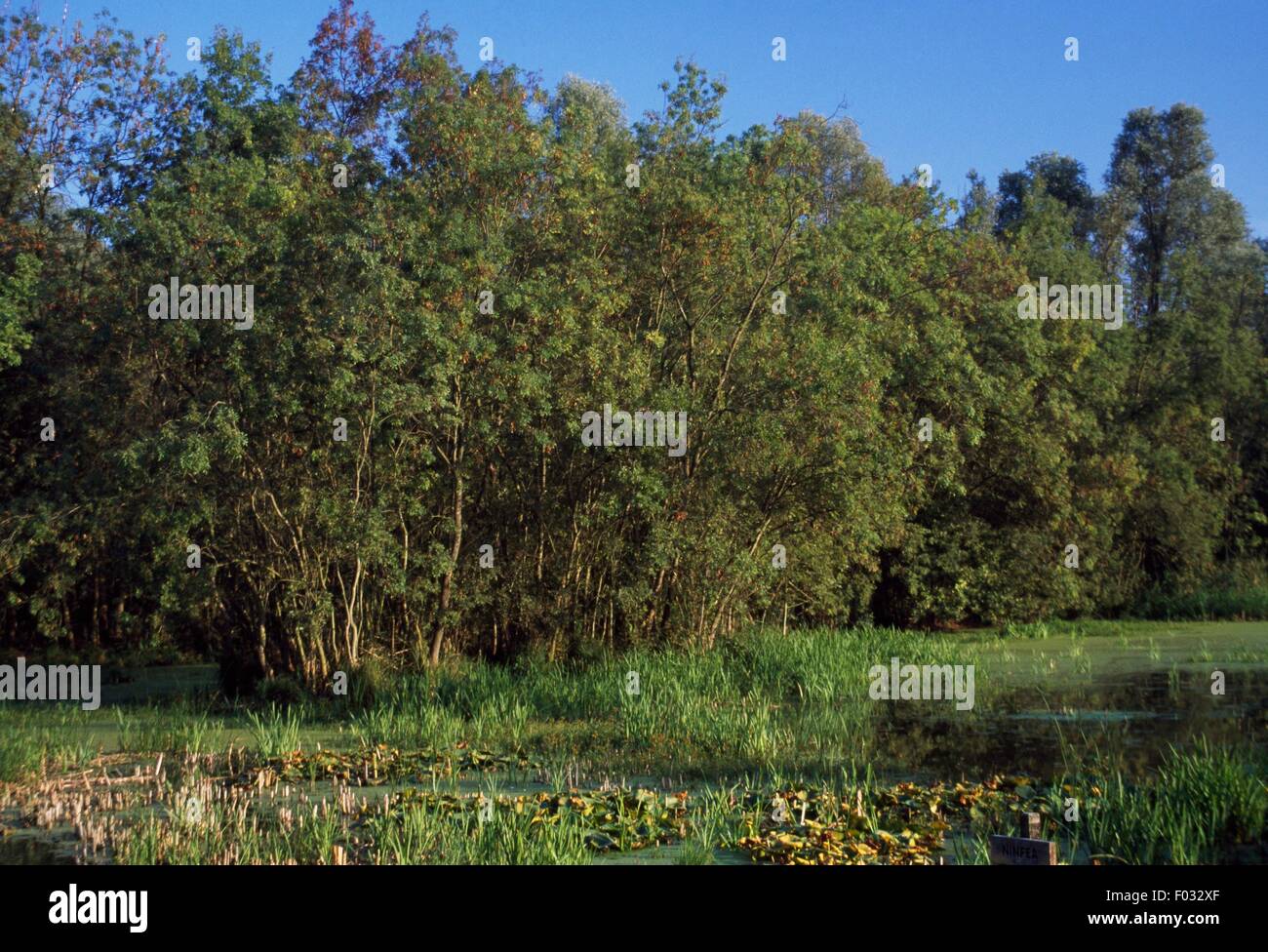 Swamp area, Oasis of Punta Alberete, Po Delta Regional Park (UNESCO ...
