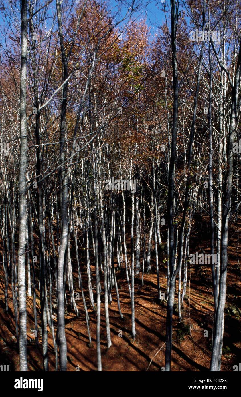 Beech trees (Fagus sylvatica), Casentino Forest National Park, Mount ...