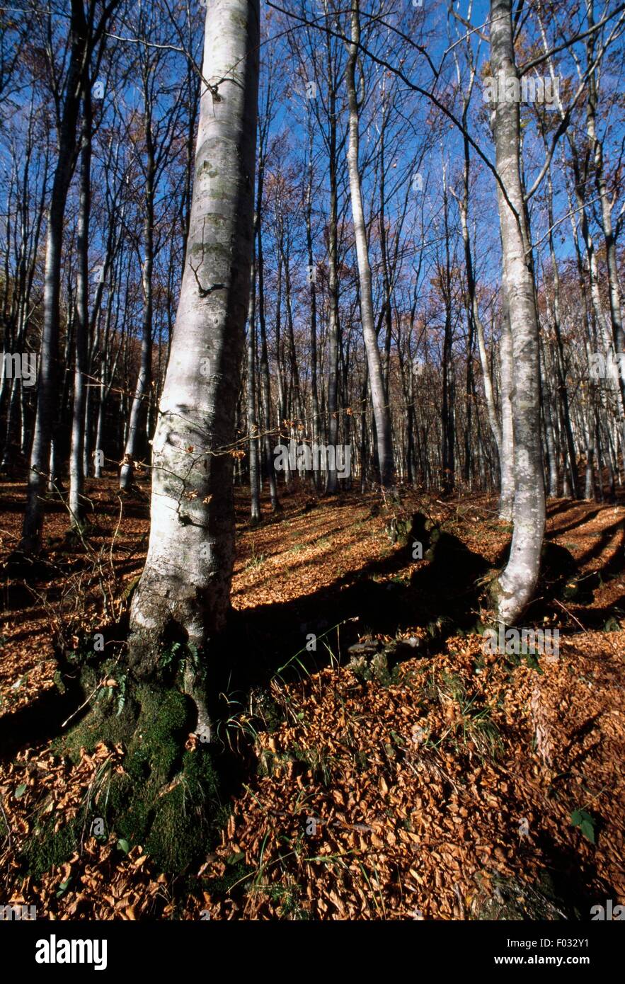 Beech trees (Fagus sylvatica), Casentino Forest National Park, Mount ...