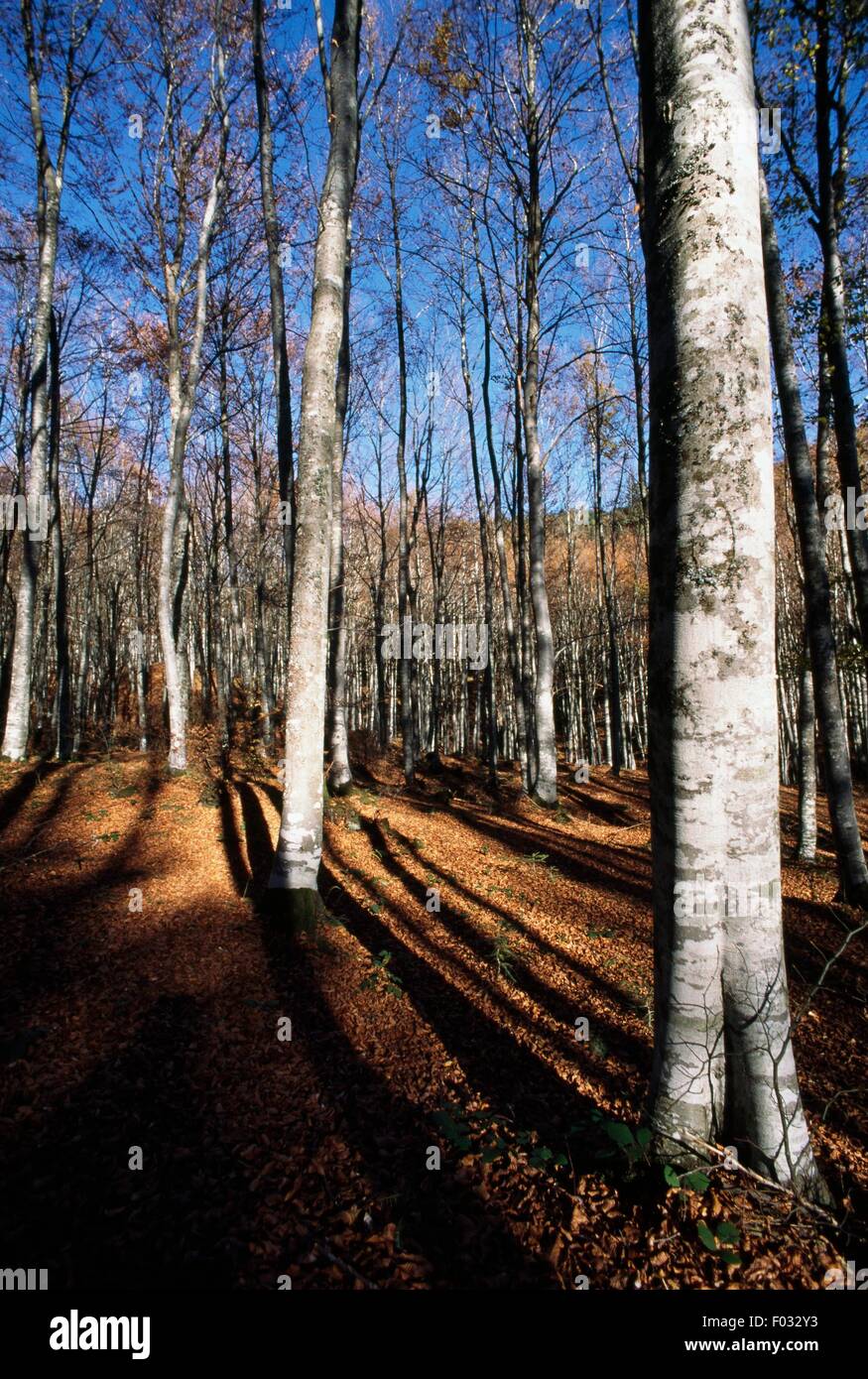 Beech trees (Fagus sylvatica), Casentino Forest National Park, Mount ...