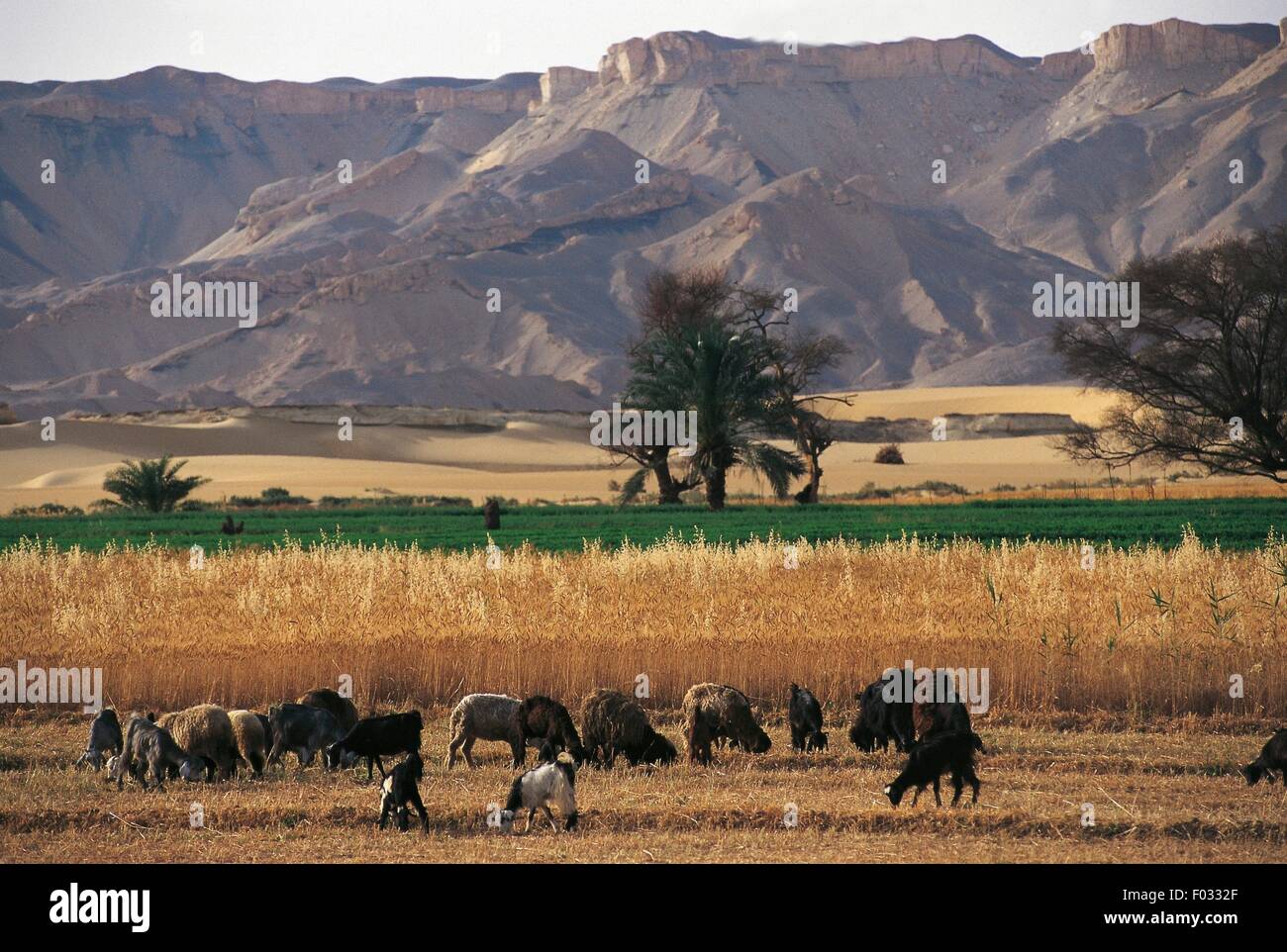 Egypt libyan desert dakhla oasis hi-res stock photography and images ...