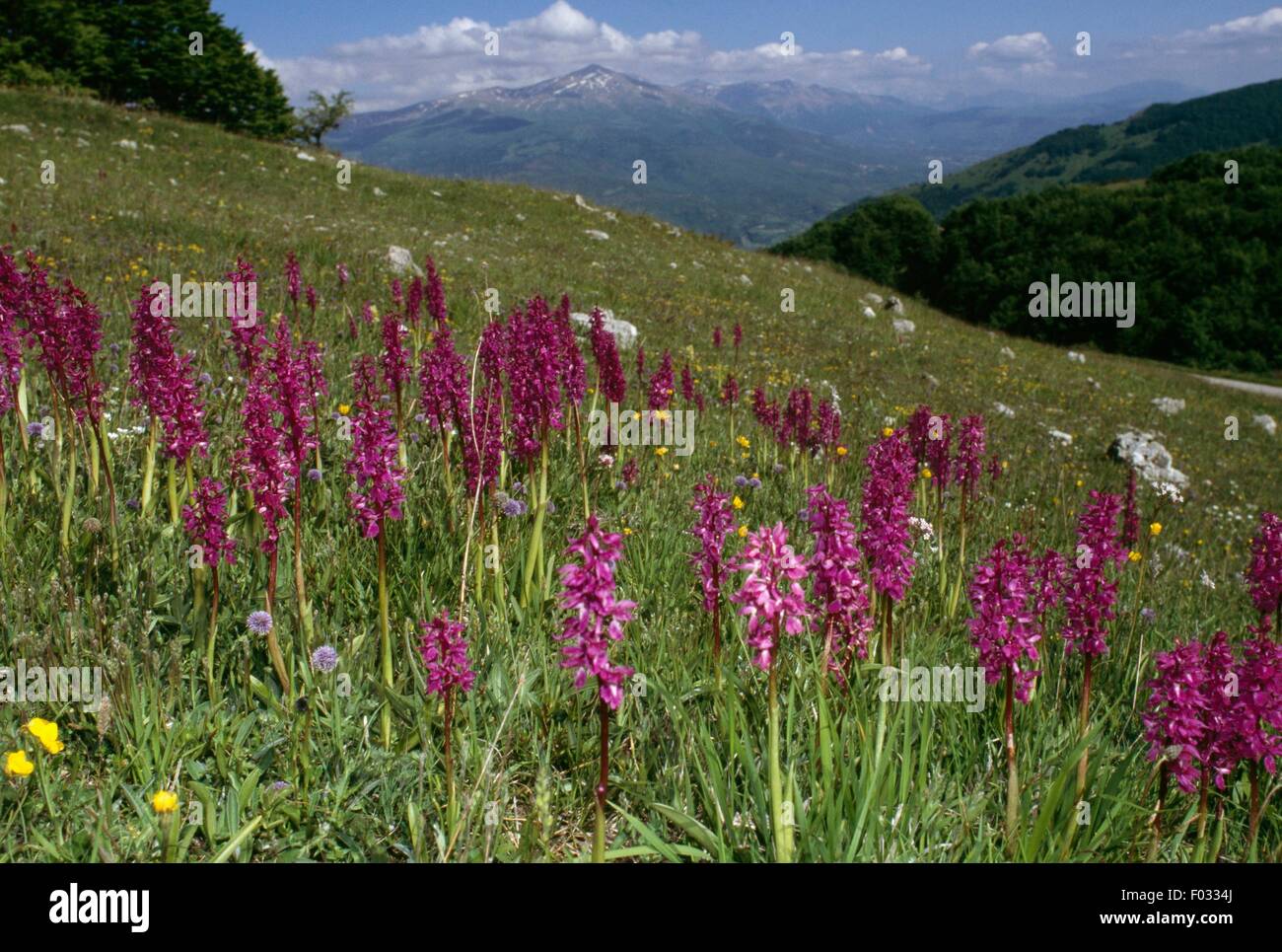 Orchis sp hi-res stock photography and images - Alamy