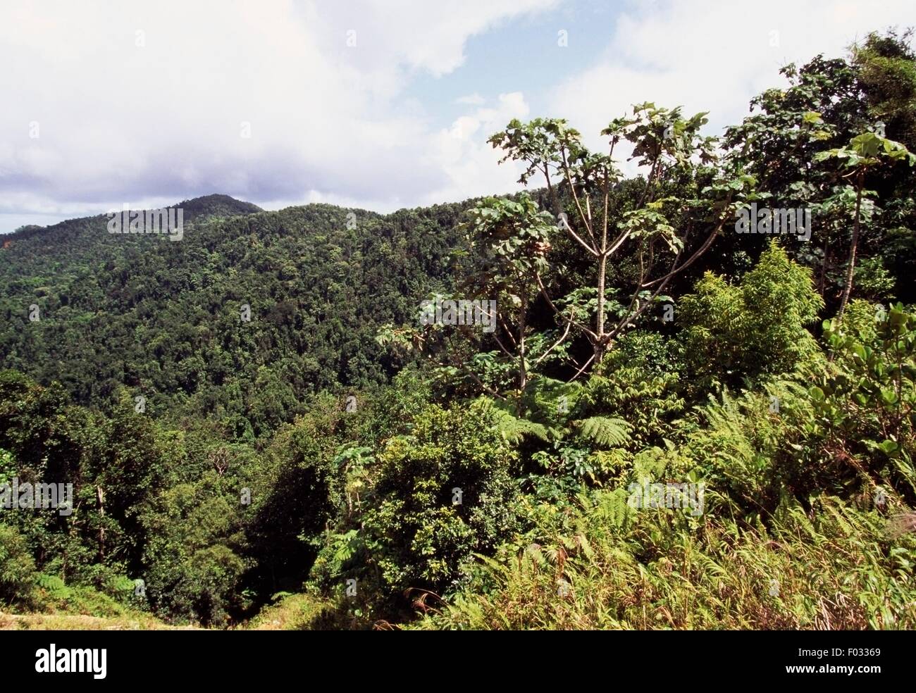 Rainforest, Guadeloupe, Overseas Region of France Stock Photo - Alamy