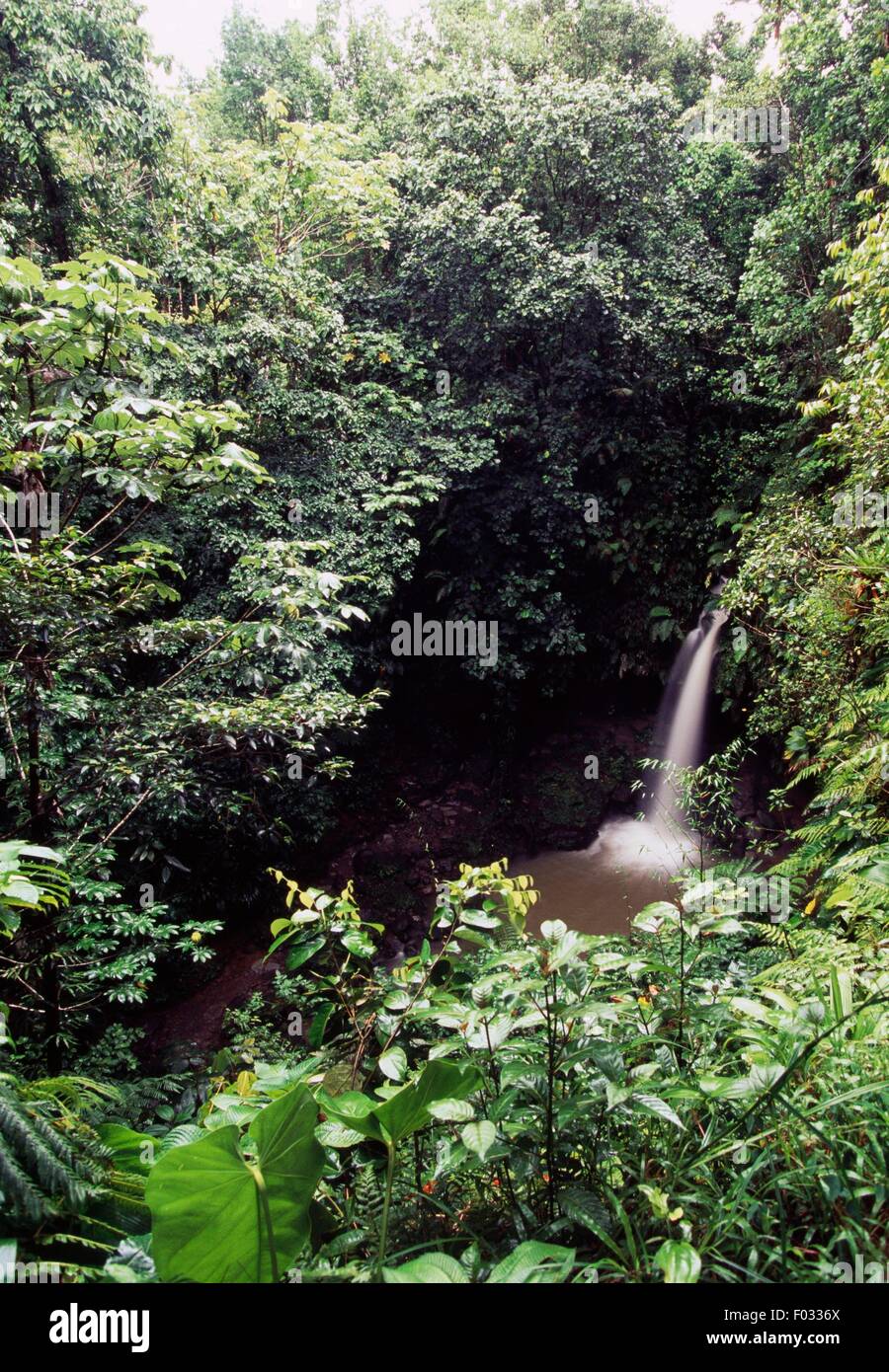 The Emerald Pool, fed by the Middleham Falls, Morne Trois Pitons ...