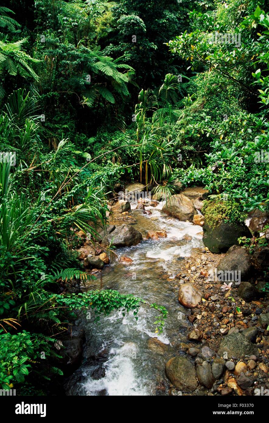 Rainforest, Morne Trois Pitons National Park (UNESCO World Heritage ...