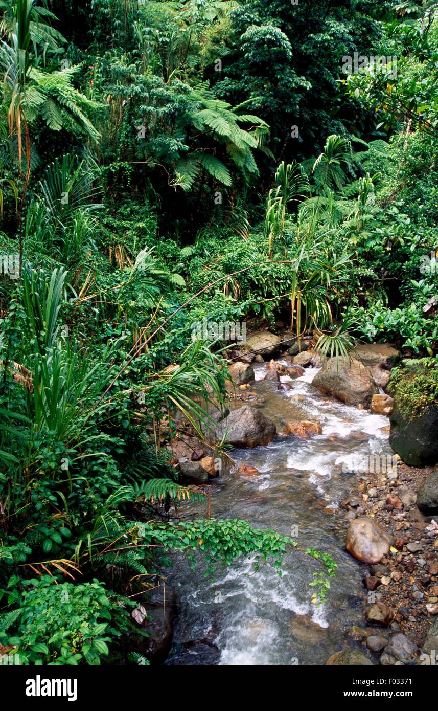Rainforest, Morne Trois Pitons National Park (UNESCO World Heritage ...
