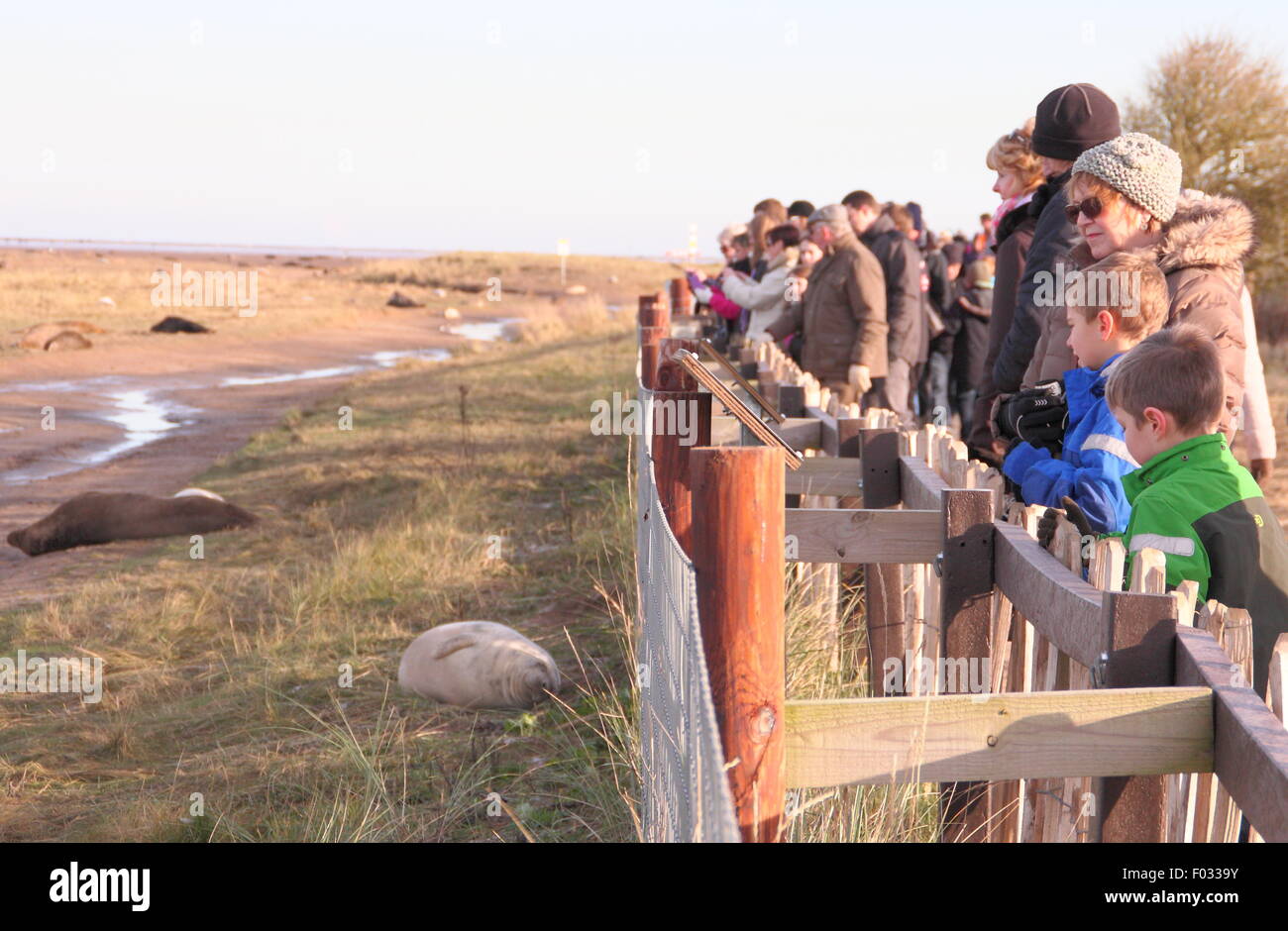 Visitors to Donna Nook Nature Reserve witness grey seal pups and their ...